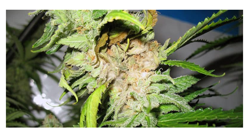 Bud Rot on Cannabis: How to Spot The Enemy and Save Your Crops