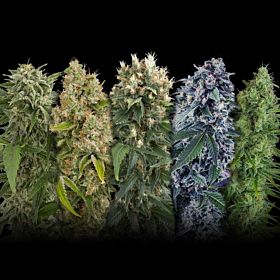 Buy Regular Cannabis Seeds | Male Weed Seeds