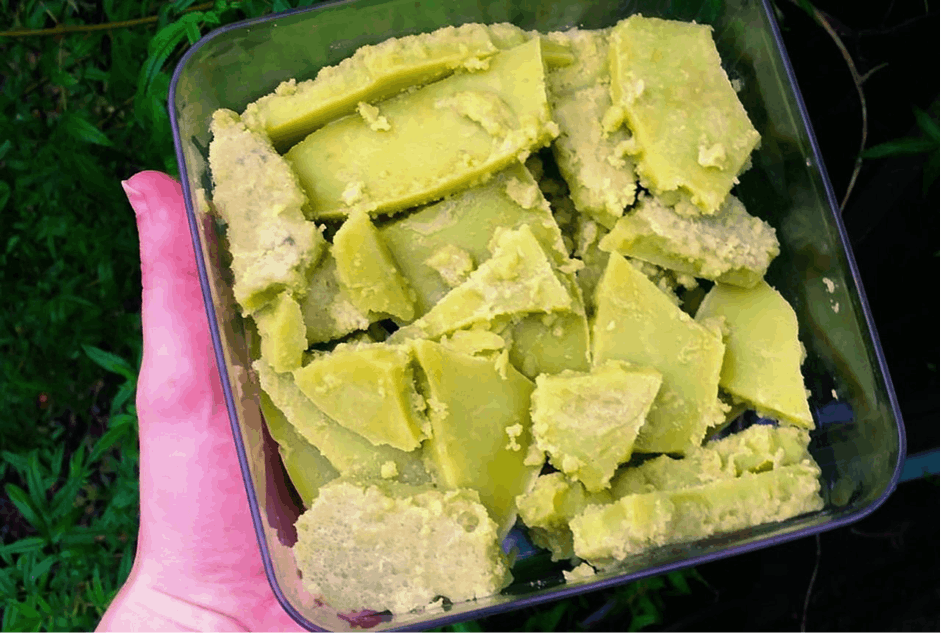 Marijuana Blog - All About Cannabis - SeedSupreme Blog